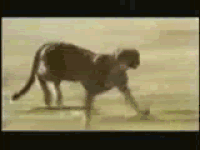 Fastest GIFs - Get the best gif on GIFER