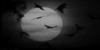 Bats GIFs - Get the best gif on GIFER