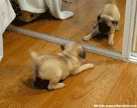 Territories GIFs - Get the best gif on GIFER