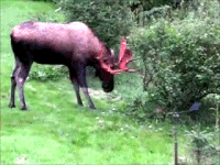 Moose GIFs - Get the best gif on GIFER