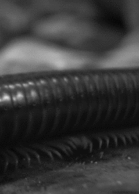 Millipedes GIFs - Get the best gif on GIFER