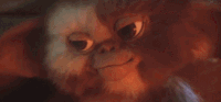 Gizmo GIFs - Get the best gif on GIFER
