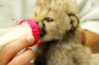Cheetah GIFs - Get the best gif on GIFER