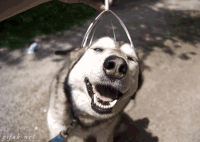 Husky GIFs - Get the best gif on GIFER