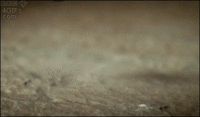 Dispersal GIFs - Get the best gif on GIFER