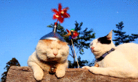 Windmill GIFs - Get the best gif on GIFER