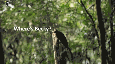Wheres becky GIF - Conseguir el mejor gif en GIFER