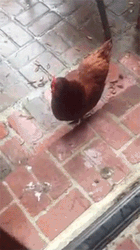 Poule GIFs - Obtenez le meilleur gif sur GIFER