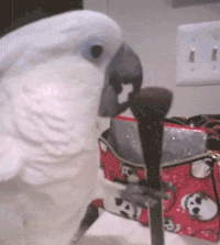 Cockatoos GIFs - Get the best gif on GIFER