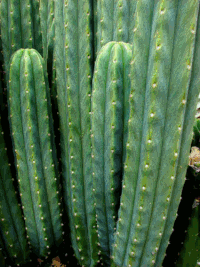 Cactus GIFs - Get the best gif on GIFER