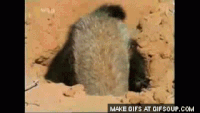 Badger GIFs - Get the best gif on GIFER