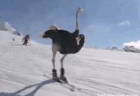 Skiers GIFs - Get the best gif on GIFER