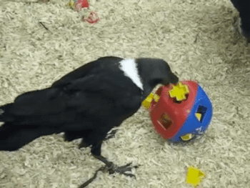 African raven GIF - Conseguir o melhor gif em GIFER