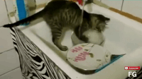 Washing GIFs - Get the best gif on GIFER