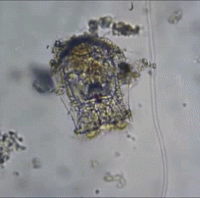 Microorganism GIFs - Get the best gif on GIFER