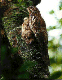 Birdwatching GIFs - Get the best gif on GIFER