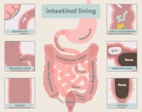 Intestines GIFs - Get the best gif on GIFER