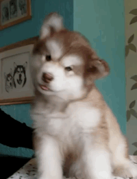 Perrito GIFs - Get the best gif on GIFER