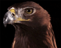 Bird GIFs - Get the best gif on GIFER