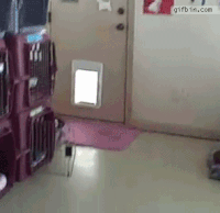 Flaps GIFs - Get the best gif on GIFER