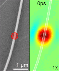 Microscopy GIFs - Get the best gif on GIFER