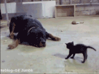 Dominance GIFs - Get the best gif on GIFER