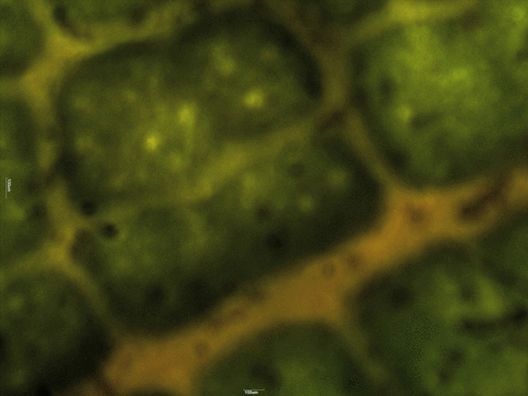 Inverted microscope гифки, анимированные GIF изображения inverted ...