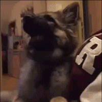 Suspicious GIFs - Get the best gif on GIFER