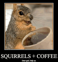 Squirrels GIFs - Get the best gif on GIFER