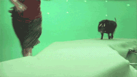 Hog GIFs - Get the best gif on GIFER