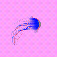 Jellyfish GIFs - Get the best gif on GIFER