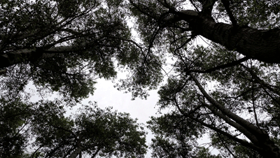 Arboles GIFs - Get the best gif on GIFER