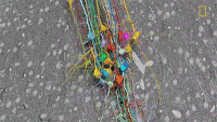Neuron GIFs - Get the best gif on GIFER