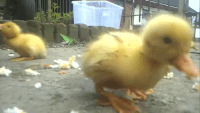 Ducklings GIFs - Get the best gif on GIFER