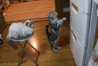 Fridge GIFs - Get the best gif on GIFER