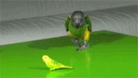 Perroquet GIFs - Obtenez le meilleur gif sur GIFER