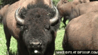 Buffalo GIFs - Get the best gif on GIFER