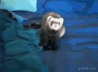 Ferret GIFs - Get the best gif on GIFER