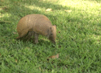 Armadillo GIFs - Get the best gif on GIFER