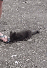 Pied GIFs - Get the best gif on GIFER