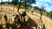 Meerkat GIFs - Get the best gif on GIFER