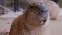 Capybara GIFs - Get the best gif on GIFER