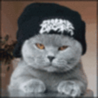 British shorthair GIF - Conseguir o melhor gif em GIFER