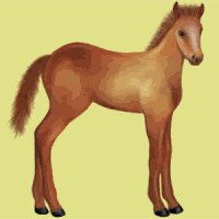 Foal GIFs - Get the best gif on GIFER
