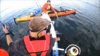 Yak GIFs - Get the best gif on GIFER