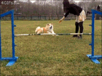 Obstacles GIFs - Get the best gif on GIFER