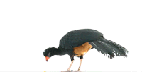 Dodo GIFs - Get the best gif on GIFER