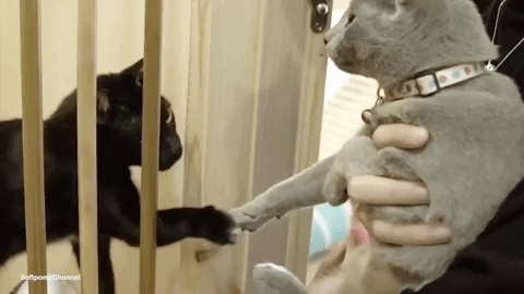 Daps GIFs - Get the best gif on GIFER