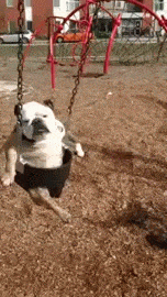 Bulldog GIFs - Get the best gif on GIFER