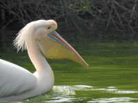 Pelican GIFs - Get the best gif on GIFER